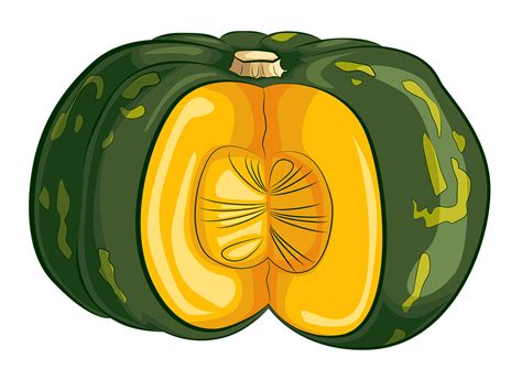 Squash Vegetable