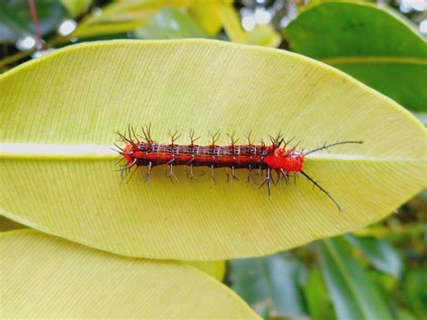 Foto De Larva De Borboleta Ou Mariposa Inseto Lagarta E Mais Fotos De