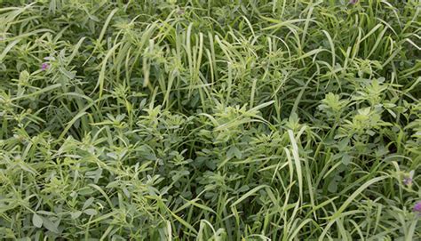 Alfalfa Grass Confession Time Hay And Forage Magazine