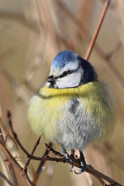 Blue Tit Nature Bird Free Photo On Pixabay