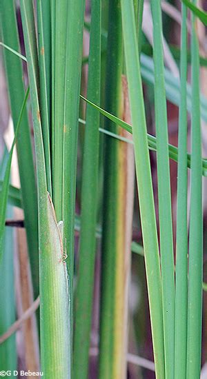 Common Cattail Typha Latifolia And Narrow Leaved Cattail Typha