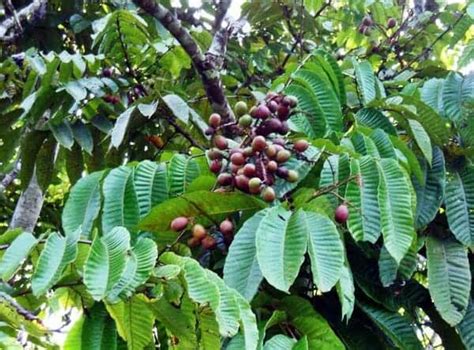 6 Buah Khas Papua Yang Paling Unik Dan Harus Kamu Coba Keluyuran