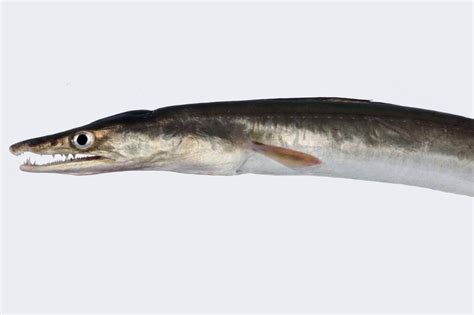Muraenesocidae