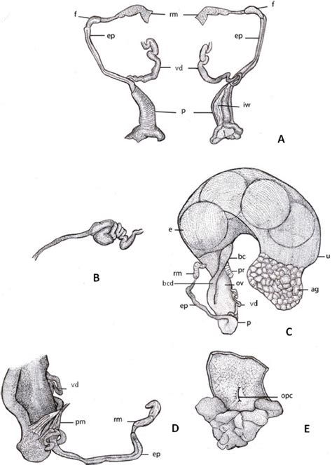 Reproductive System Of Leptinaria Unilamellata A Penial Complex