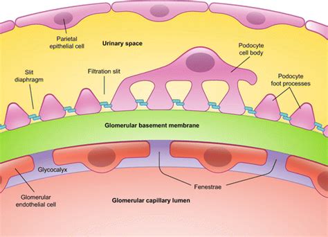 Glomerular Vascular Pole