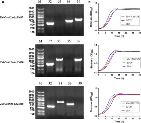 Native Plasmid Curing In Z Mobilis By Crispr Cas12a System And The Download Scientific Diagram