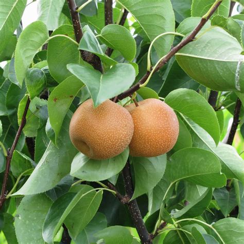 Japanska Kruška Nashi Sadnicaba Rasadnik Agromedžik
