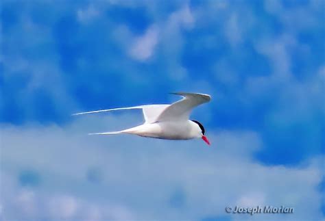 South American Tern Birdforum