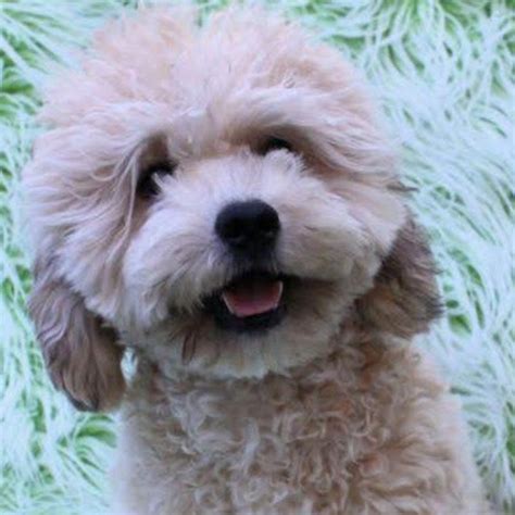 Tiny Teddys Teddy Bear Puppies Youtube