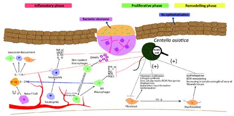 Centella Asiatica Extract Cae And Its Bioactive Constituent Asiatic