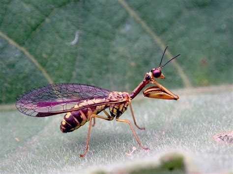 Yellow Mantidfly Spaminta Minjerribae One Nice Bug Per Day