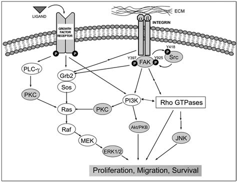 Integrin Signalling At Focal Adhesions The Binding Of The Integrin