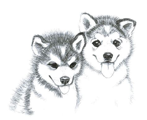 Siberian Husky Puppies Coloring Pages