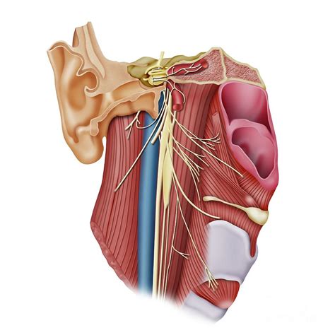 Throat Nerve Anatomy By Science Photo Library