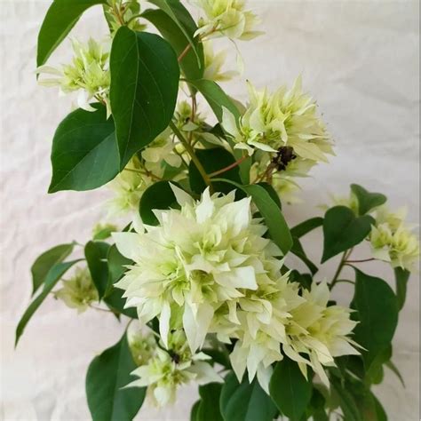 Jual Tanaman Hias Outdoor Cantik Bunga Bougenville Bugenville Bunga Kertas Dania White