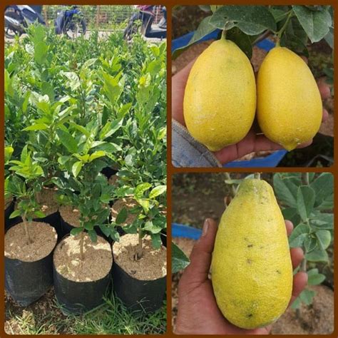 Jeruk Long Inalum Conservation