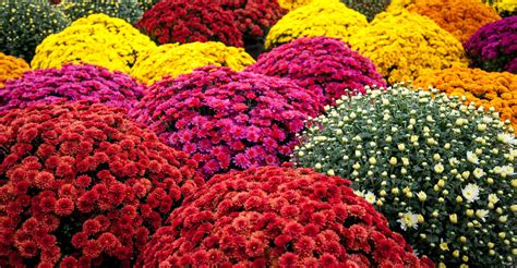 Beautiful Fall Mum