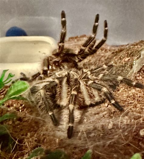 Golden Knee  Arachnoboards