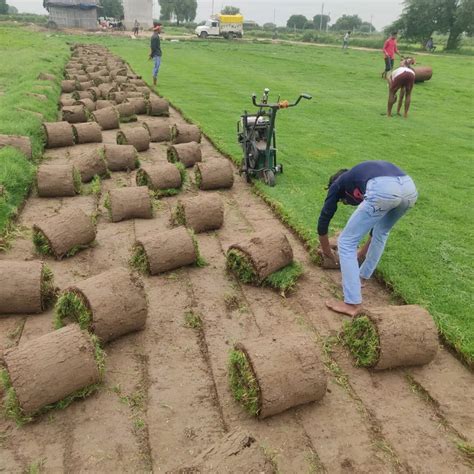 Natural Green Rectangular Selection No 1 Grass At ₹ 325sq Ft In New