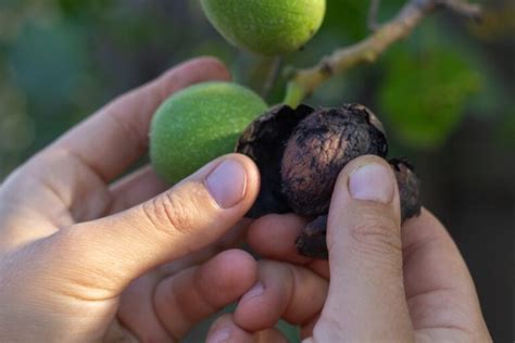 30 Allelopathic Plants That Can Seriously Harm Your Garden