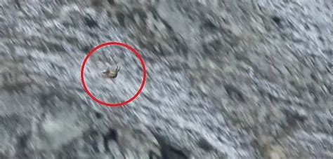 فیلم لحظه پرواز دو عقاب و شکار حیرت انگیز بز کوهی