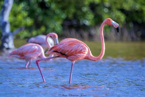 Ivan Clemente Torres Insearchpk