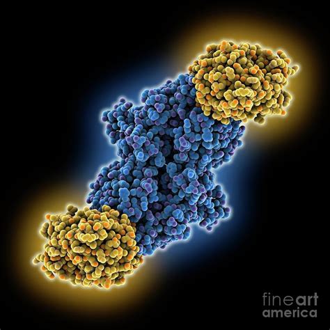 Tryptophan Synthase Photograph By Laguna Designscience Photo Library