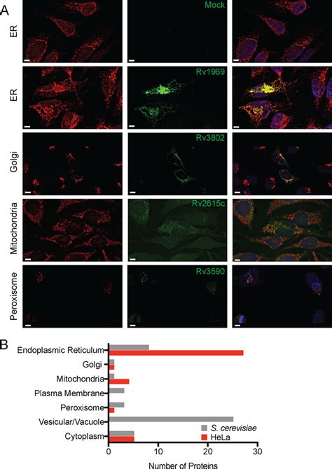 Host Subcellular Localization Of Membrane Binding Msp A Fluorescent Download Scientific