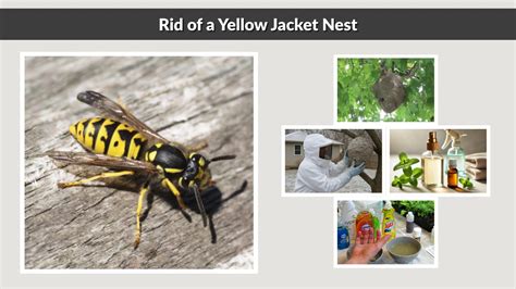How To Get Rid Of A Yellow Jacket Nest Safe And Effective Removal Guide