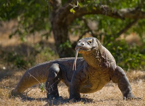 Dragón De Komodo 2026 Datos Increíbles Hábitat Dieta Y Más