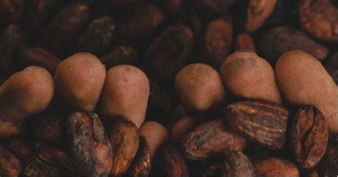 Cocoa Prices Historical Graph [realtime Updates]