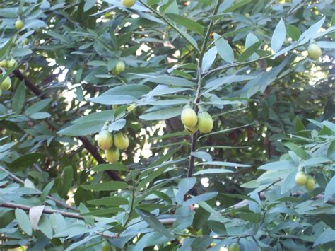 Umbellularia Californica California Bay California Laurel California