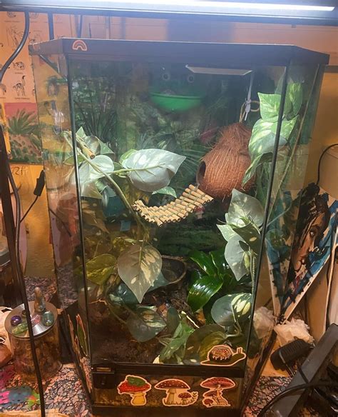 My 20 Gal Bioactive For My Whites Tree Frog Rbioactive