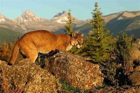 Mountain Lion Habitat Sign