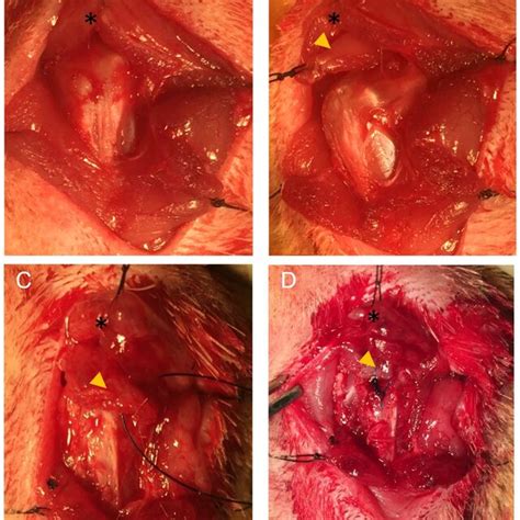 Surgical Procedures The Supraspinatus Tendon Was Dissected A And Download Scientific Diagram