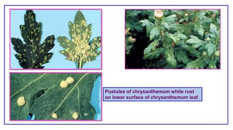 Chrysanthemum Pest And Diseases Pptx