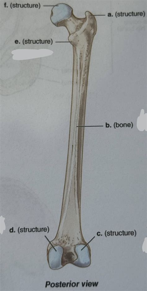 Lab 4 Lower Limb And Pelvic Girdle Labelling Diagram Quizlet