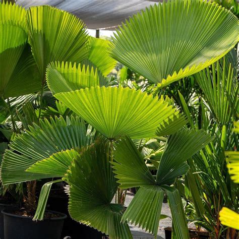 Ruffled Fan Palm Licuala Grandis Buy Online Australia Nursery Near Me