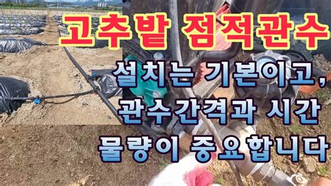 고추밭 점적관수 설치는 기본이고 관수간격과 시간 물량이 중요합니다 Youtube