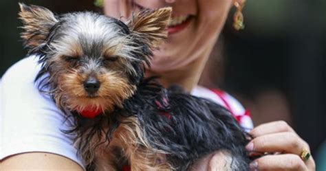 Cinco Datos Curiosos De Los Perros El Tercero Te Va A Encantar Supermanada