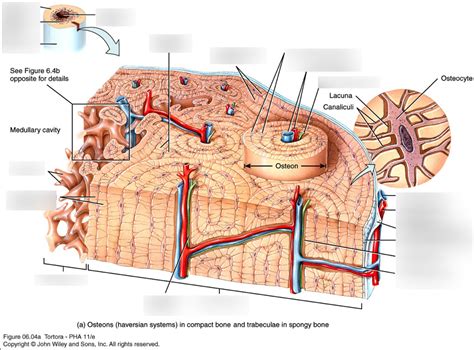 Characteristics Of Osseous Tissue Include Which Of The Following