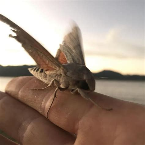 Ello Sphinx Erinnyis Ello Insect Identification Guide Habitat And Facts