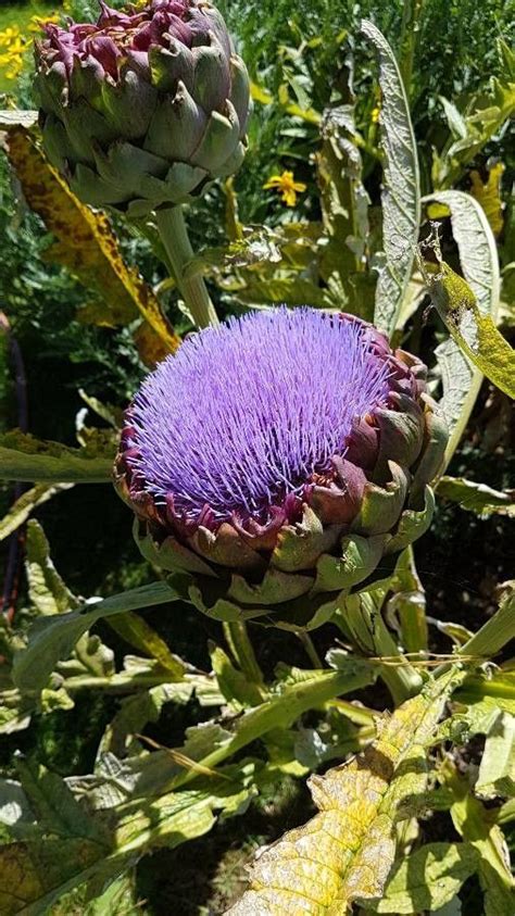 How To Grow Cynara Cardunculus Earthone