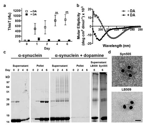Biochemical And Structural Characterization Of α Synuclein Oligomers