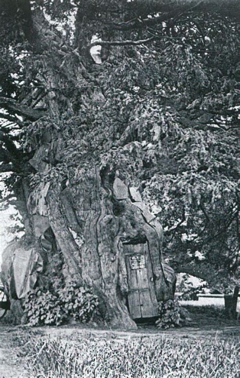 The Crowhurst Yew Crowhurst Surrey Photo 1 Ta Tumbex