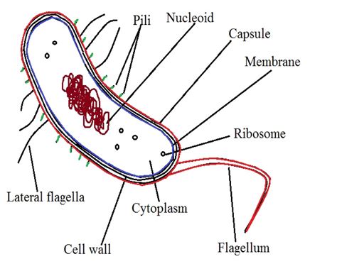 Vibrio Cholerae Microbiology Image Grain Staining