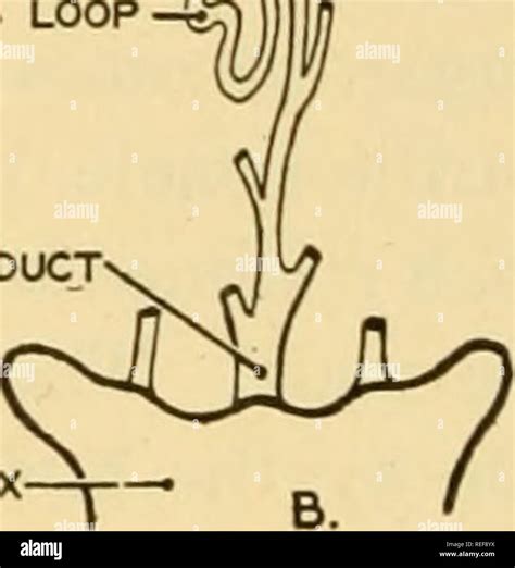 Comparative Anatomy Anatomy Comparative Collecting Tubule Rrrt R