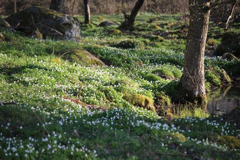 Skogsvandringar Med Berättande Åsa Halin Åsa Halin
