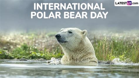 International Polar Bear Day 2025 Quotes Share Messages Greetings