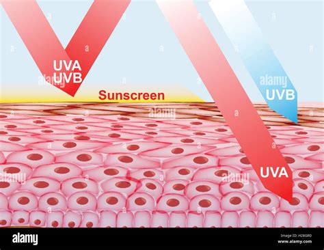 Sunscreen Lotion On Skin Protection From Uva Uvb Rays Stock Vector